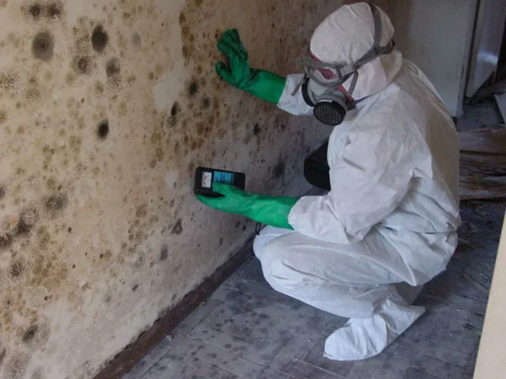 Mold Remediation in Benton Township, MI | Ameri Pro Restoration - Ameri Pro Restoration